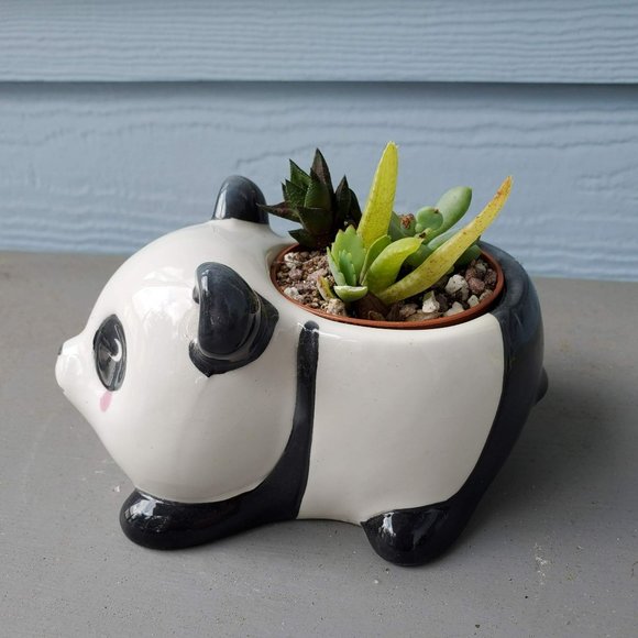 Accents | Ceramic Panda Planter Succulent Planter Animal Plant Pot ...